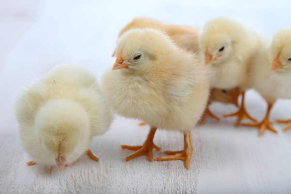 What Is The Difference between Ross 308 Broiler and Cobb 500 Broiler ...